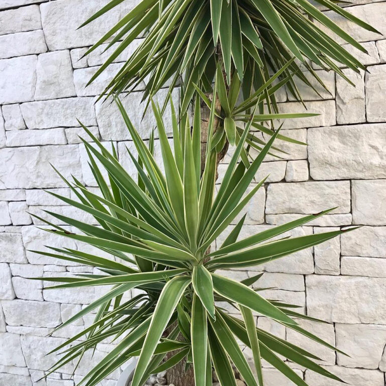 Dry Stacked Wall Cladding Adelaide | Veneer Stone Cladding